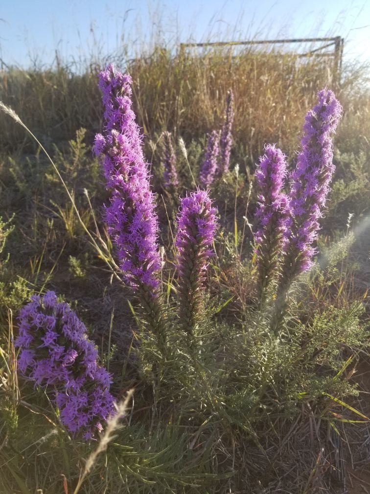 PRAIRIE BLAZING STAR – Johnston Seed Company