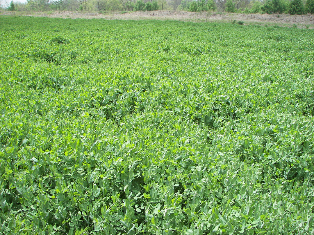 AUSTRIAN WINTER PEAS – Johnston Seed Company