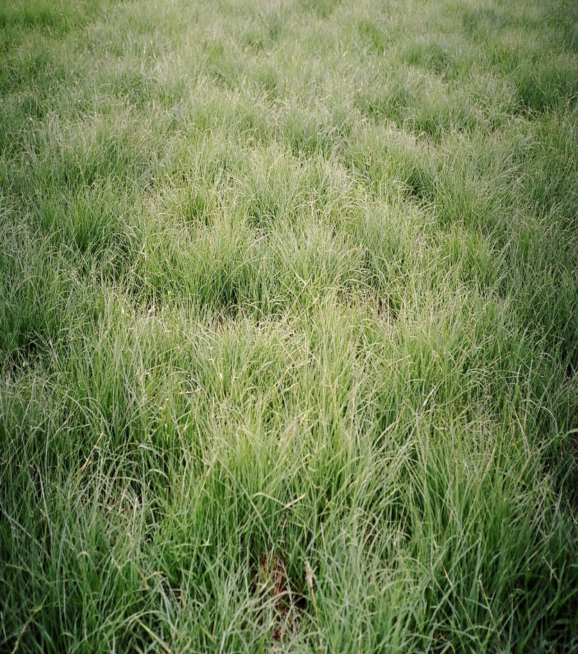 CODY PRIMED BUFFALOGRASS – Johnston Seed Company