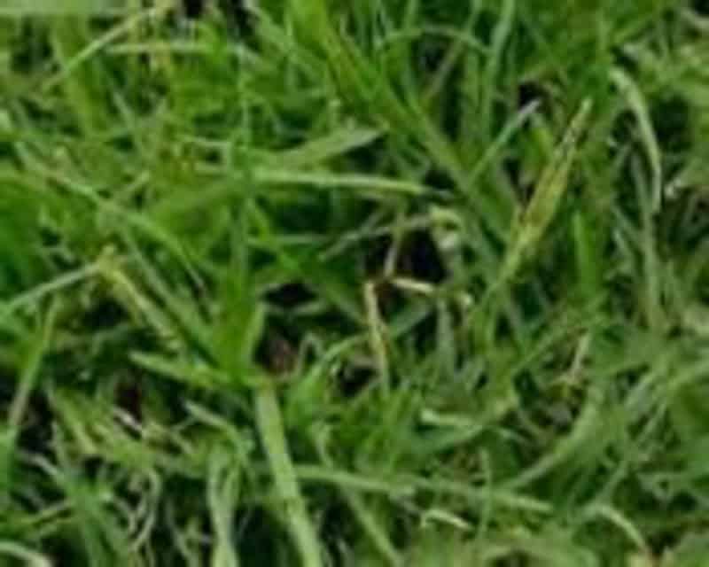 COMMON BERMUDAGRASS, HULLED – Johnston Seed Company