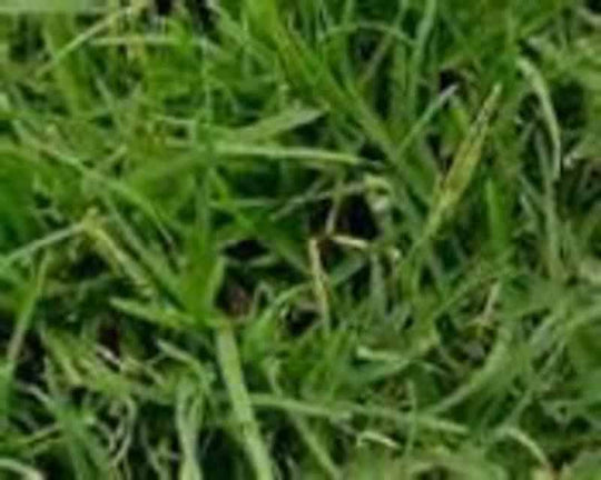 COMMON BERMUDAGRASS, HULLED – Johnston Seed Company