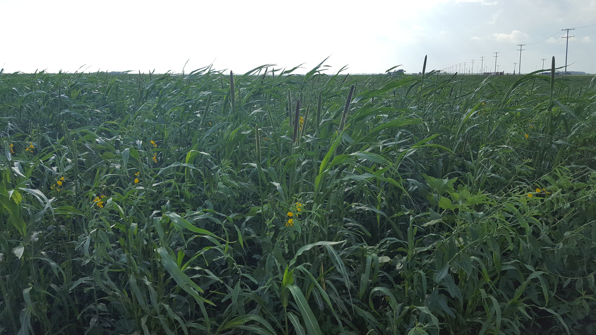 FALL COVER CROP MIX – Johnston Seed Company