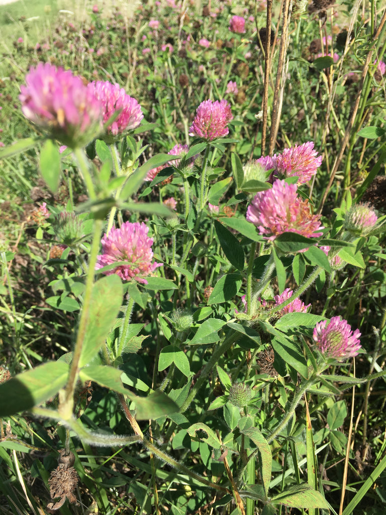 RED CLOVER – Johnston Seed Company