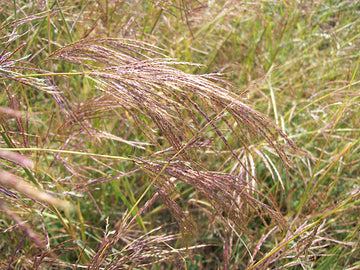 WW SPAR BLUESTEM – Johnston Seed Company