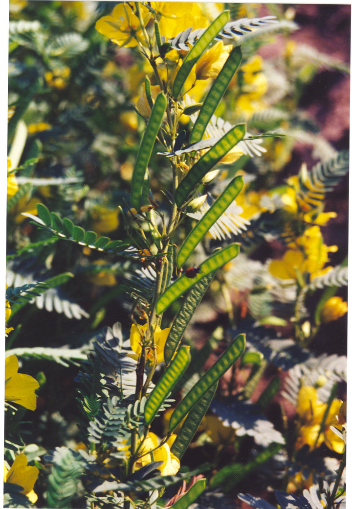 PARTRIDGE PEA – Johnston Seed Company